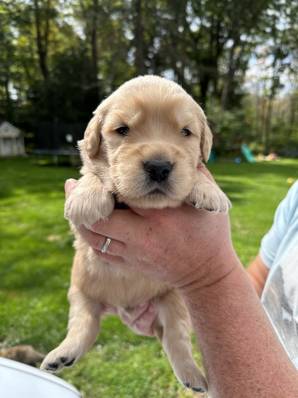Golden Retriever Puppy Breeder in Western, MD